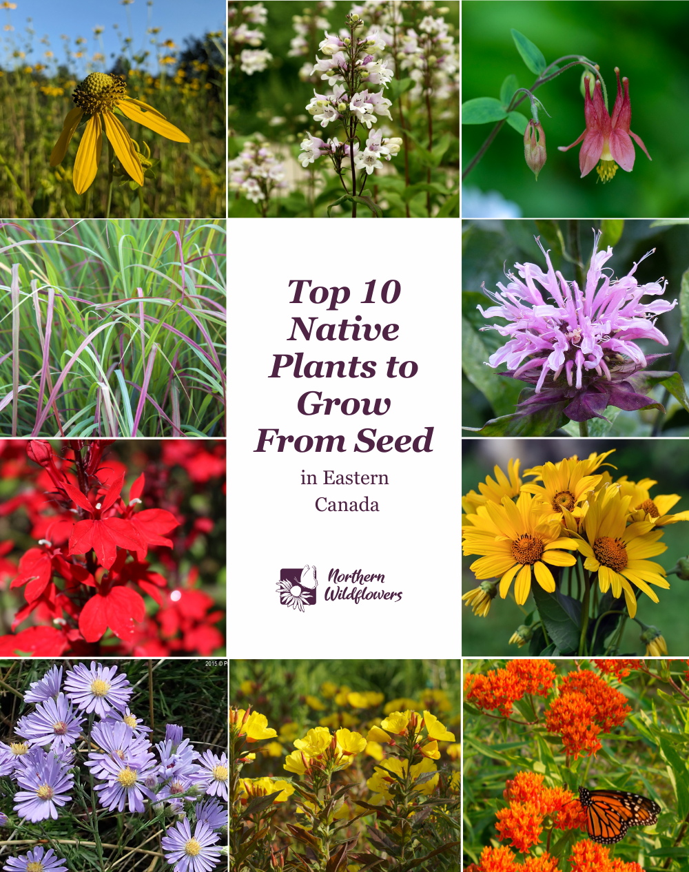 Top 10 Native Plants To Start From Seed In Eastern Canada – Northern ...