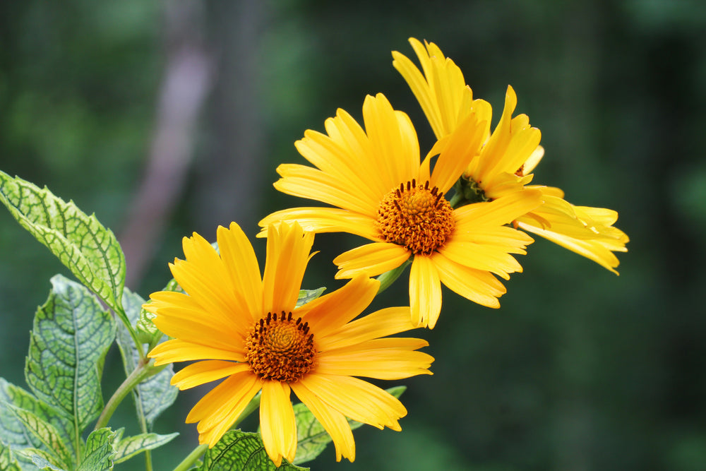 Why Wildflowers? – Northern Wildflowers