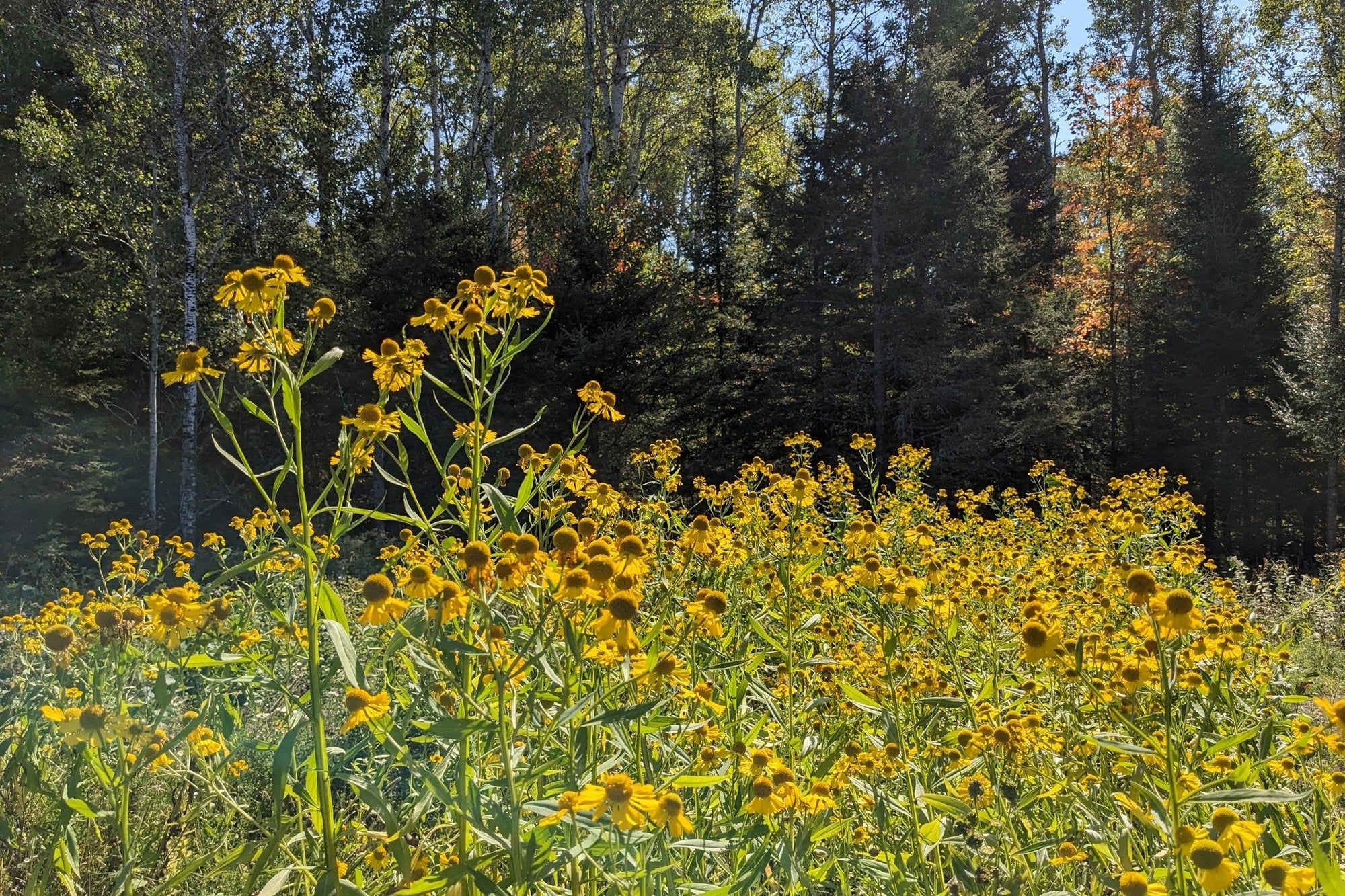 Winter Sowing Native Seeds: An Easy Way to Grow Wildflowers – Northern ...