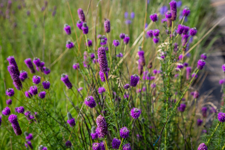 The Colours of Attraction: How Flowers and Pollinators Evolve Together ...