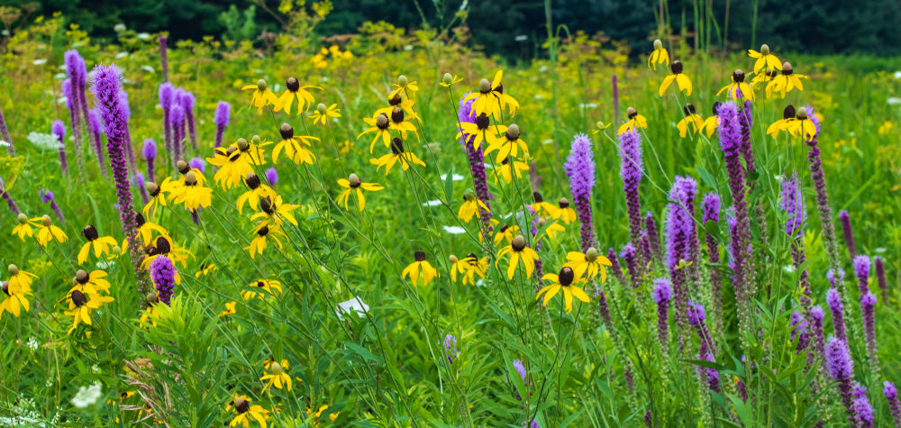 Seed Mixes – Northern Wildflowers