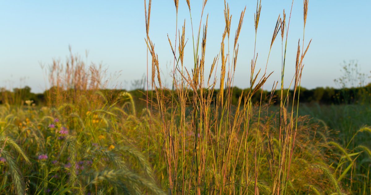 Native Grasses and Nurse Crops – Northern Wildflowers