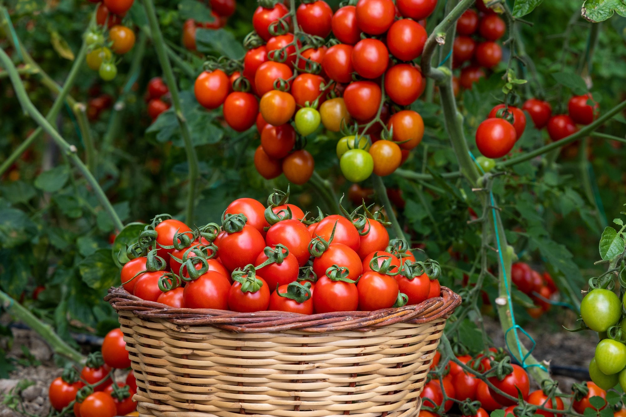 Cold Stratifying Seeds in 7 Days: Two Fridge Methods for Seed Stratifi ...