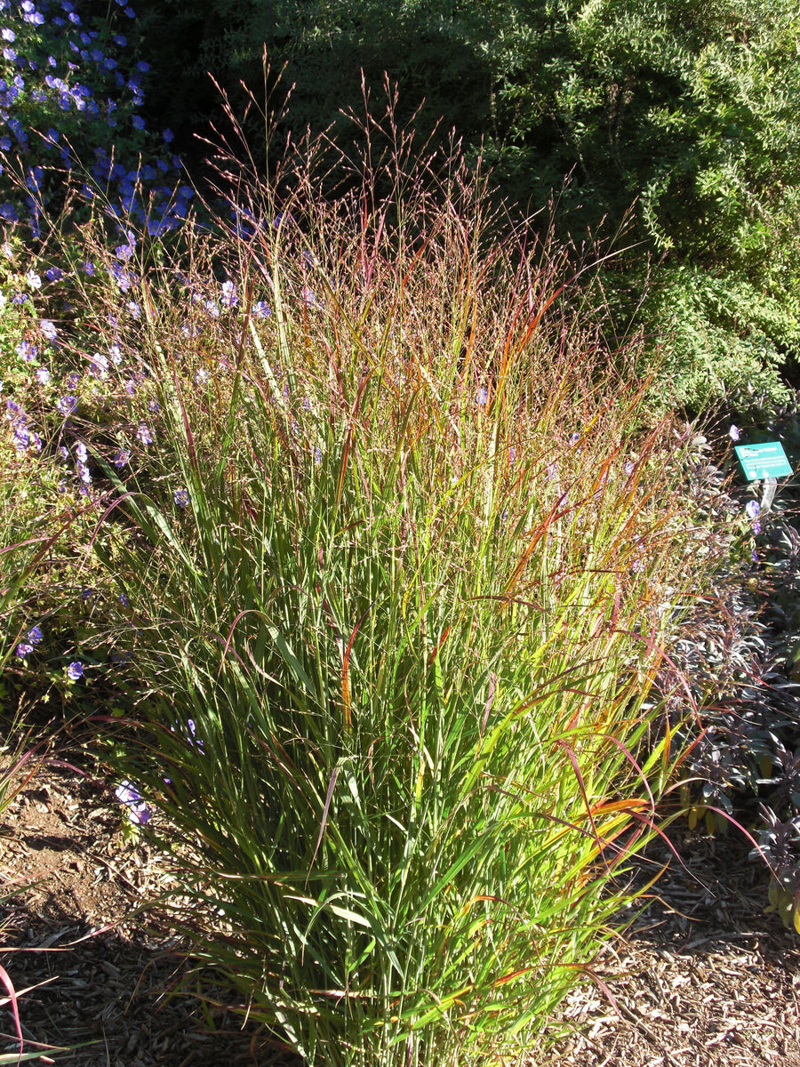 Switchgrass – Northern Wildflowers