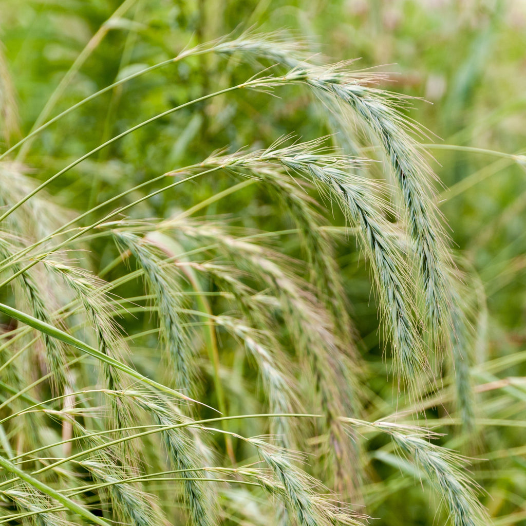 Canada Wild Rye – Northern Wildflowers