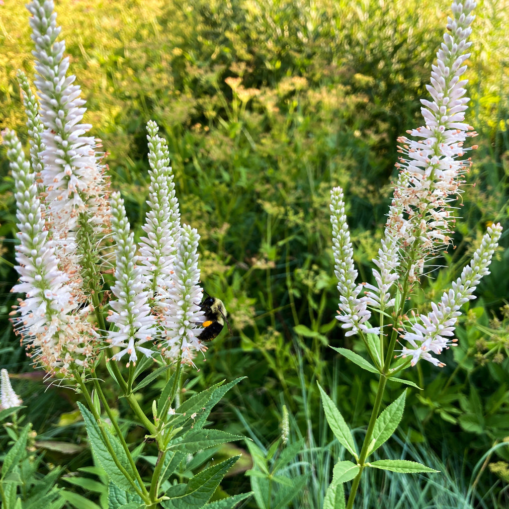 Culver's Root Seed – Northern Wildflowers
