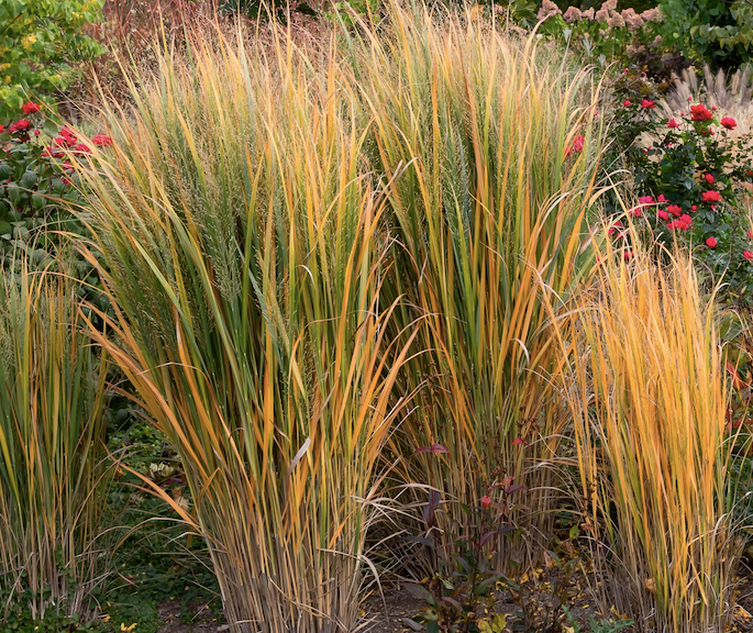Switchgrass – Northern Wildflowers