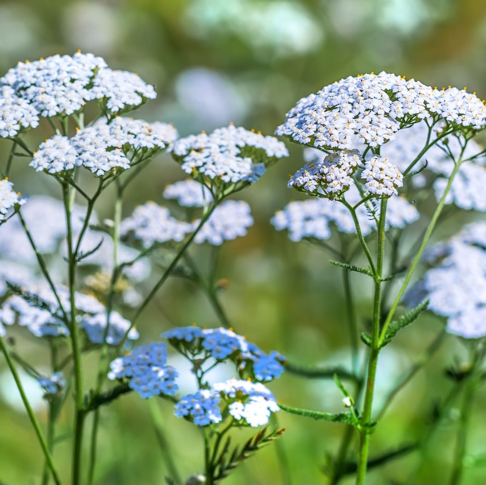 Common Yarrow Wildflower Seed – Northern Wildflowers