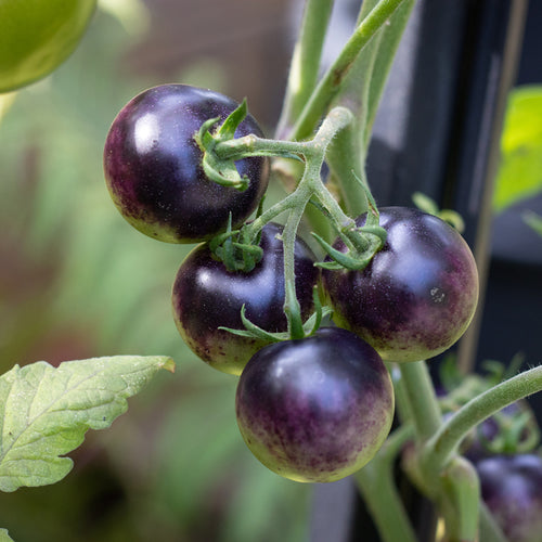 Blueberry Tomatoes – Northern Wildflowers
