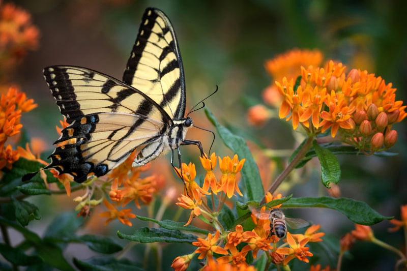 Native Wildflower Seeds for the North | A Canadian Company – Northern ...