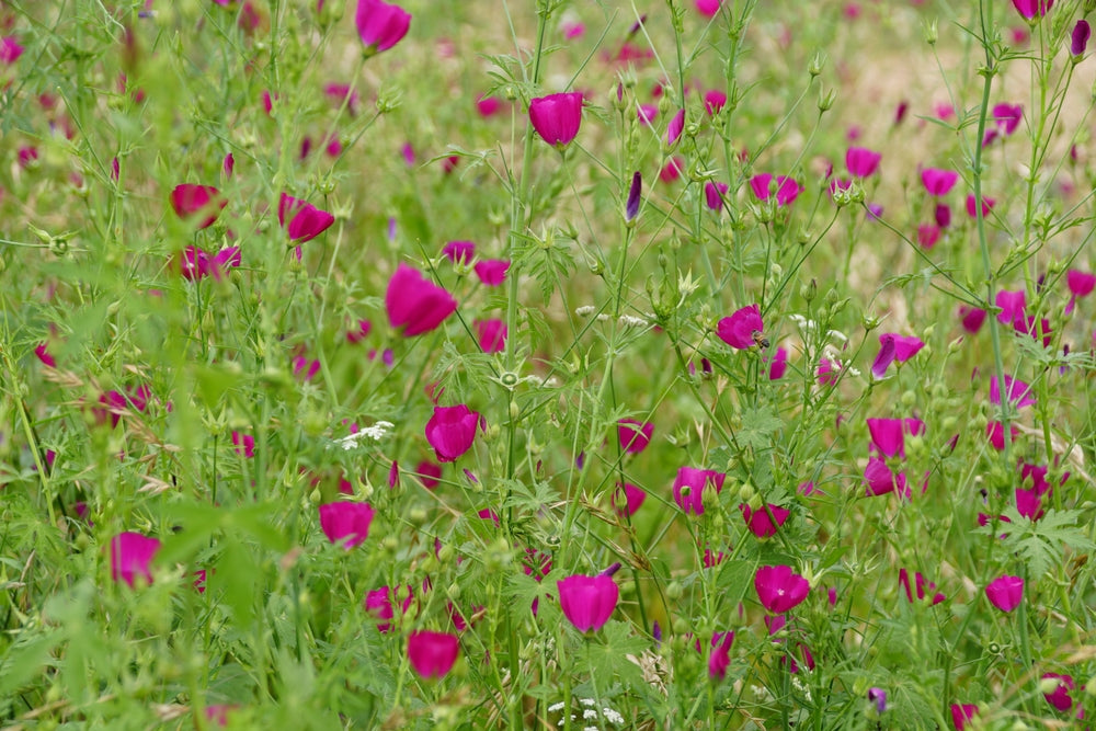 Fringed Poppy Mallow Seed – Northern Wildflowers