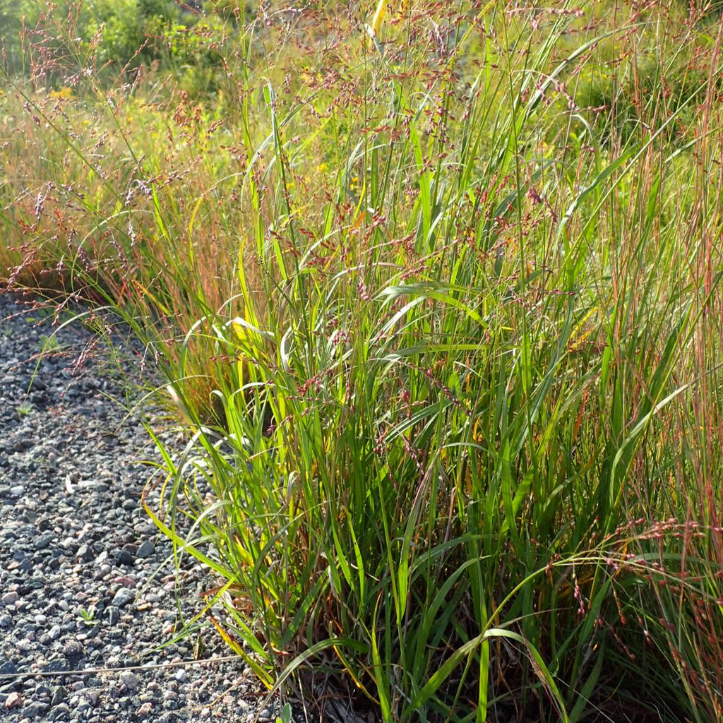 Switchgrass – Northern Wildflowers