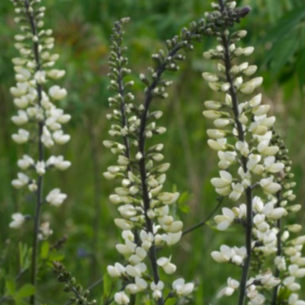 White Wild Indigo Seed – Northern Wildflowers