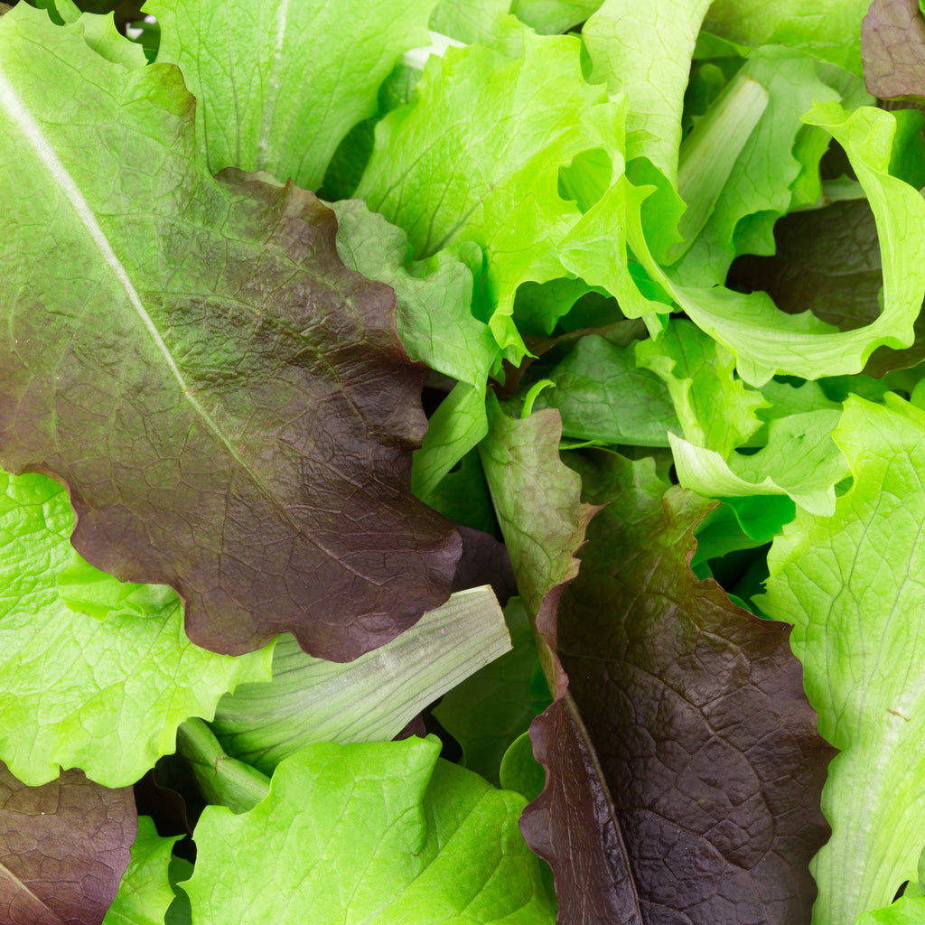 Lettuce Mix, Garden Party – Northern Wildflowers