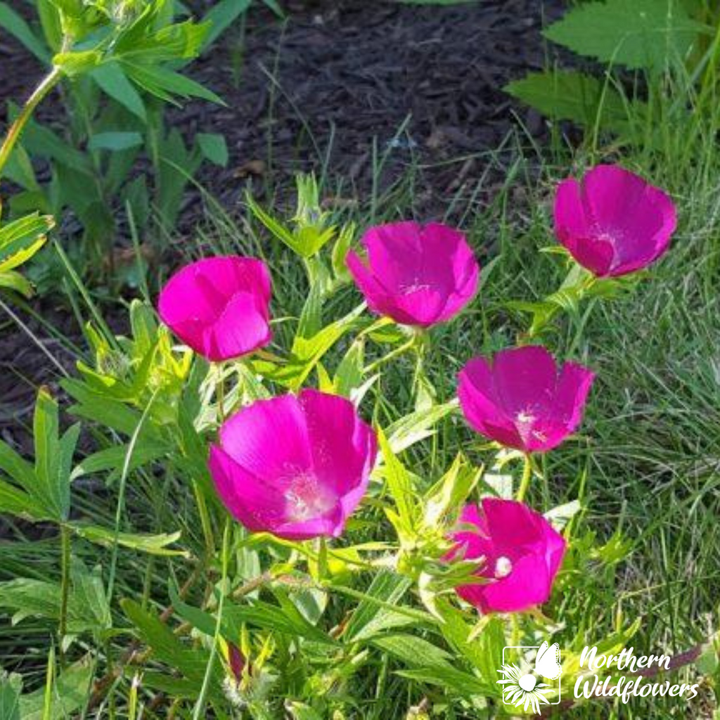 Fringed Poppy Mallow Seed – Northern Wildflowers