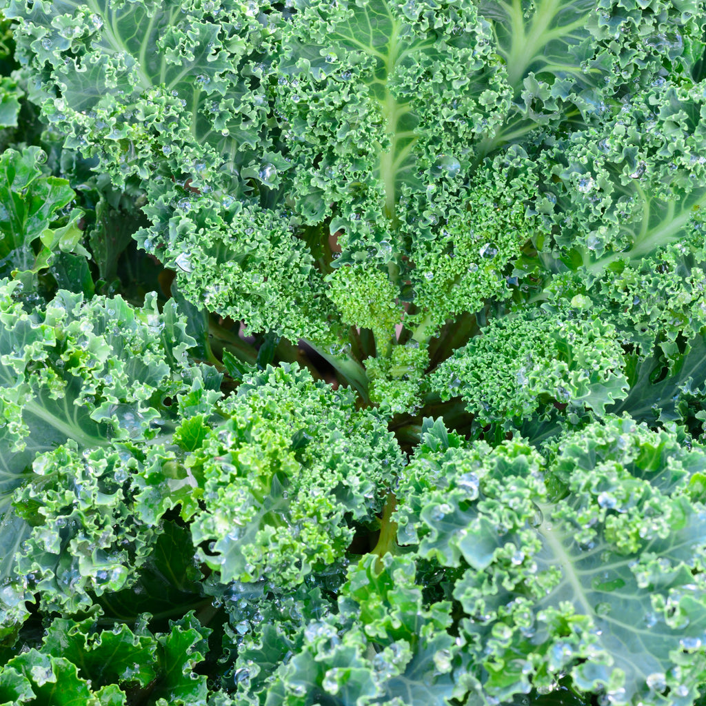 Kale, Westlander – Northern Wildflowers