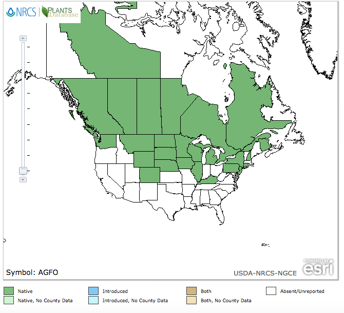 Anise Hyssop Wildflower Seeds – Northern Wildflowers