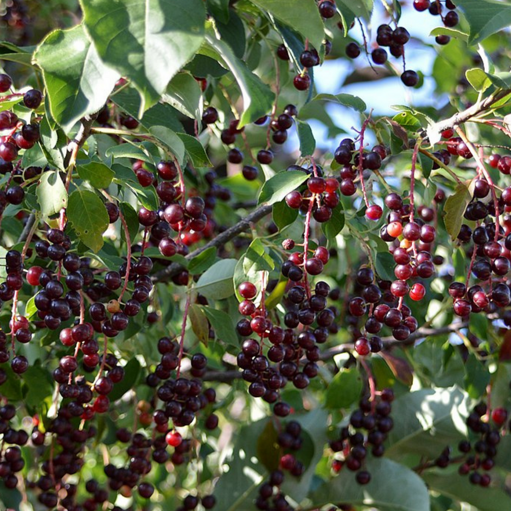 Chokecherry – Northern Wildflowers