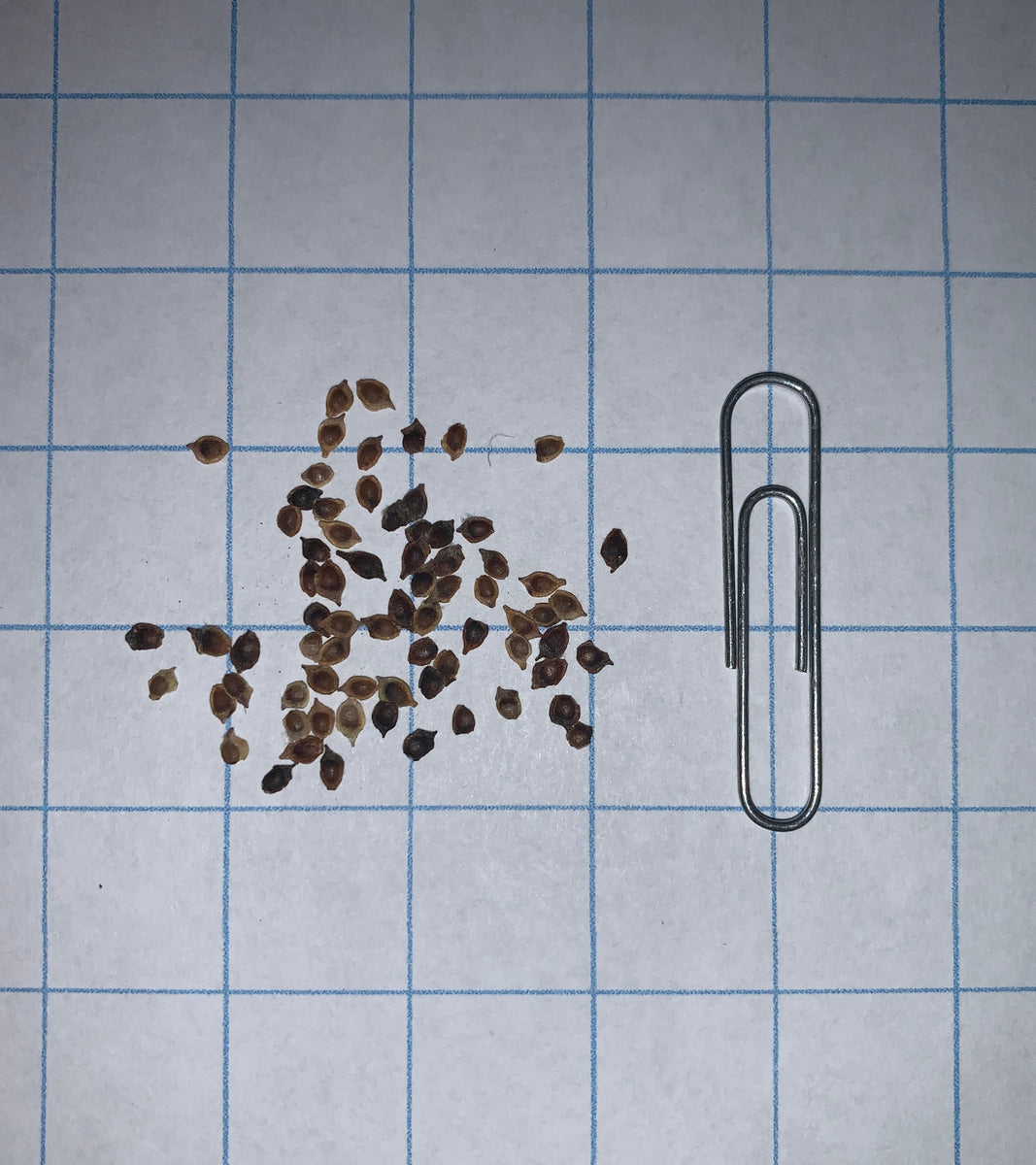 Thimbleweed Seed – Northern Wildflowers