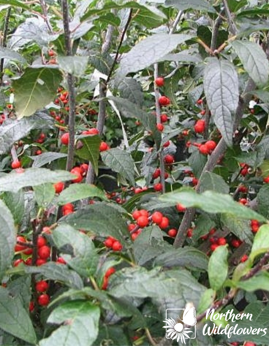 Winterberry – Northern Wildflowers